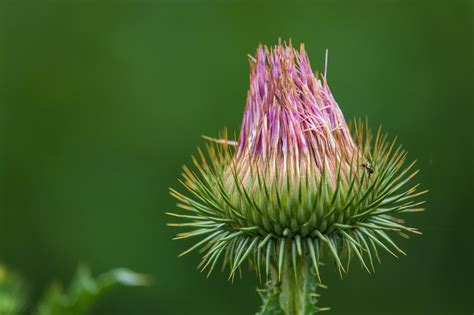 Tistel Blomma Lila Gratis foto på Pixabay Pixabay