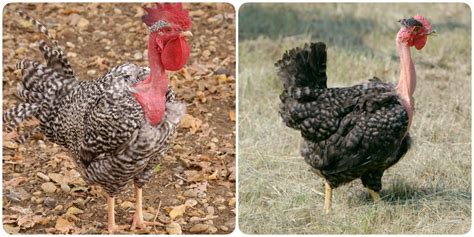 Transylvanian Naked Neck Chicken Breeds NBGK