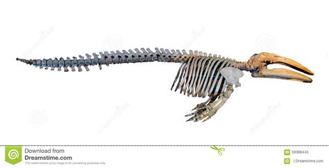 Gray Whale Skeleton