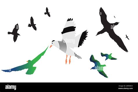 Flying Birds Vector Collection Stock Vector Image Art Alamy