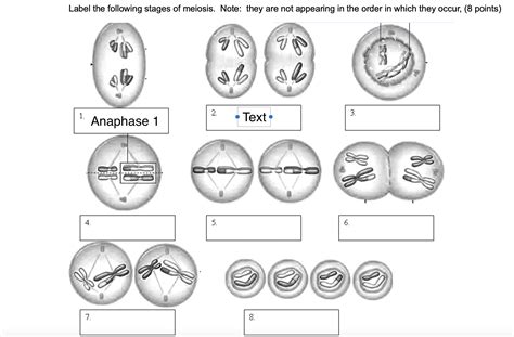 What Are The Stages Of Meiosis Listed