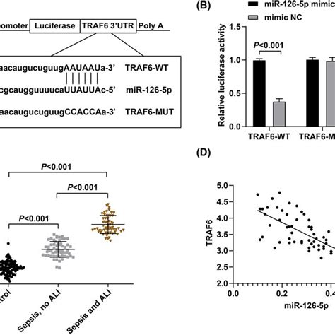 TRAF6 Is A Target Gene Of MiR1265p A The Binding Site Between