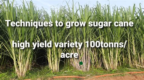 How To Grow Sugarcane Faster YouTube