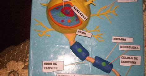 10 mejores imágenes de Maqueta de neurona maqueta de neurona