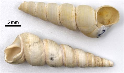 Fossils Of The Paleozoic Phylum Mollusca The Bivalves Gastropods