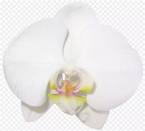 Png Png