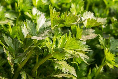 Kostenlose foto Blatt Blume Lebensmittel Grün Kraut produzieren