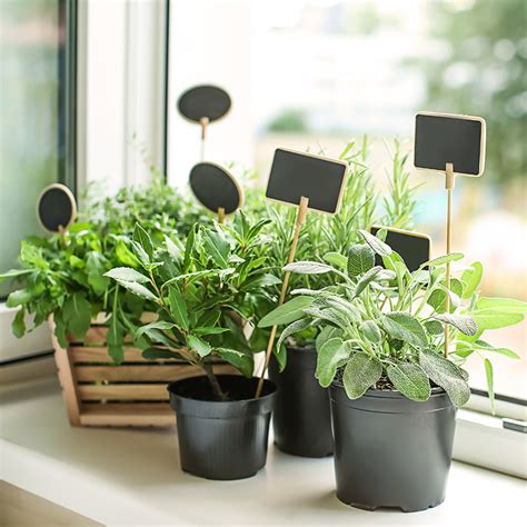 Quelles Plantes Aromatiques Faire Pousser Dans Sa Cuisine Blog But