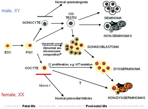 Ovarian Dysgerminomas Are Characterised By Frequent KIT Mutations And