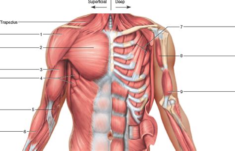Head And Trunk Muscles Anatomy Diagram Quizlet