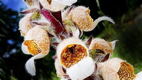 Poisonous Vine Plants