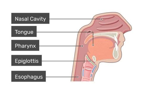 Larynx Pharynx Difference
