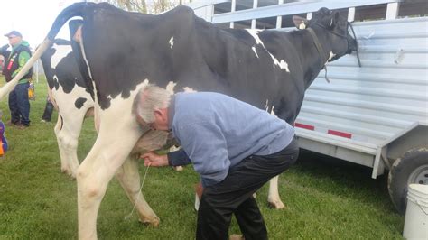 Cow Milking By Codetski101 On Deviantart