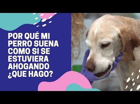 Mi Perro Tose Causas Y Soluciones Para La Tos En Perros