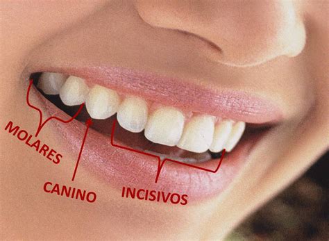 Quantos Dentes Tem Uma Pessoa Adulta Librain