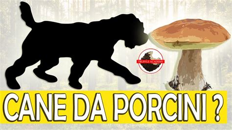 Il CANE Da FUNGHI PORCINI Iniziamo A Prepararci YouTube