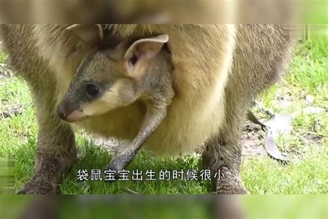 袋鼠的育儿袋里到底装着什么美女饲养员好奇打开后差点吐了 美女 育儿袋 什么