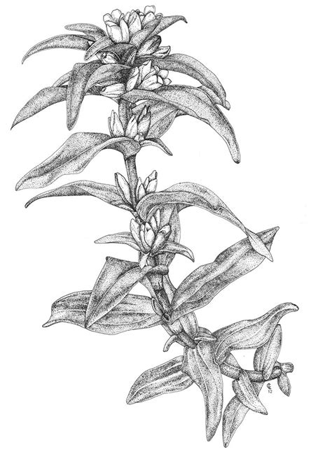 ILUSTRACIONES Herba Nova Botanical Line Drawing Nature Sketch