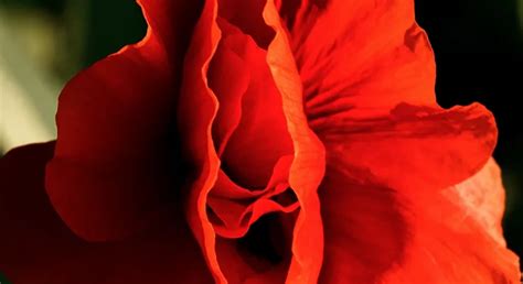 The Different Types Of Vaginas Frank Talk Education News Blog