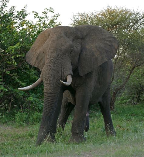 African Elephant Loxodonta Africana Male H1 6 Road North Flickr