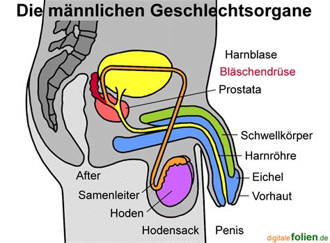 Was Ist Das Andere Geschlecht Geschlechter Symbole Domykinsdy