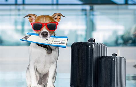 Estos Son Los Requisitos Que Debe Tener En Cuenta Si Va A Viajar En