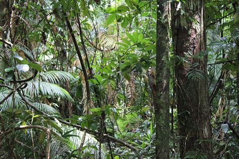 Daintree Rainforest Suchbild Ttravel88 Flickr
