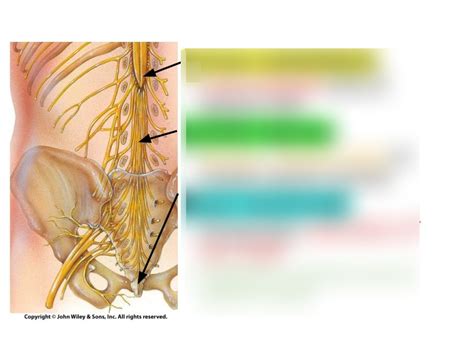Spinal Cord 3 Diagram Quizlet
