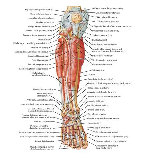 Muscles Of Leg Deep Dissection Anterior View Anatomy Pediagenosis