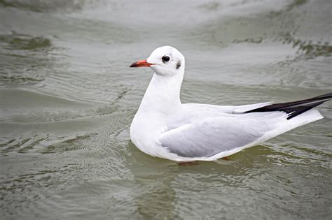 Möwe Vogel Wasser Kostenloses Foto auf Pixabay Pixabay