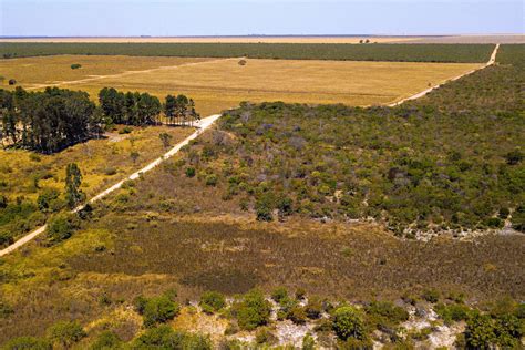 Cerrado Desmatamento Cresce Em Dire O A Reas Nativas