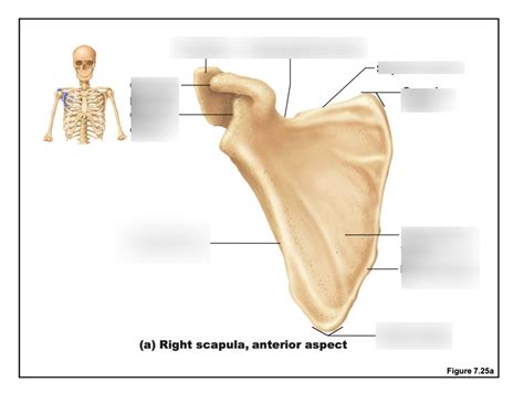 Right Scapula Anterior Aspect Diagram Quizlet