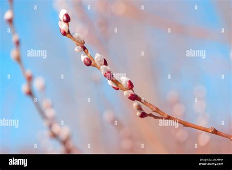 Beautiful Pussy Willow Buds Flowers And Branches Seasonal Forest