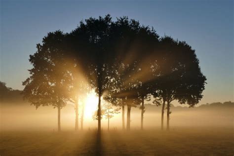 Free Images Tree Nature Horizon Silhouette Sun Sunrise Sunset