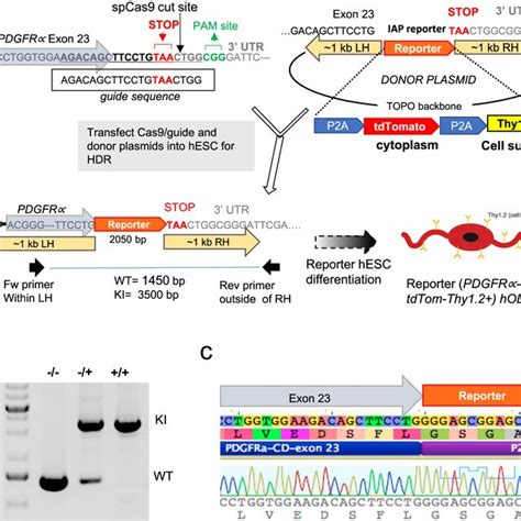 Differential Gene Expression Analysis And GSEA Of The ScRNA Seq