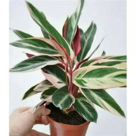 Jual Tanaman Hias Calathea Rainbow Maranta Meranti Bali Shopee