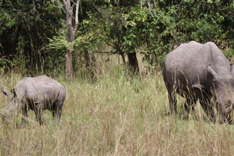 2 Days Murchison Falls Safari Murchison Falls Wildlife Safari