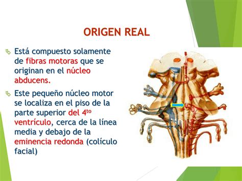 SOLUTION 6 Anatomia Nervio Motor Ocular Externo Studypool