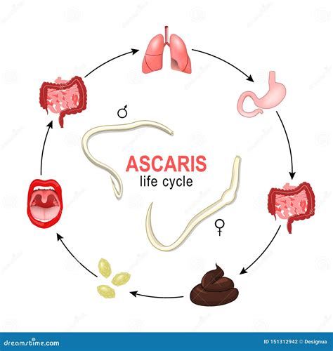 Ascaris Lumbricoides Life Cycle Nokil