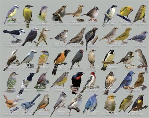 ICMBio lança Guia de Aves no AvistarBrasil Abema Associação