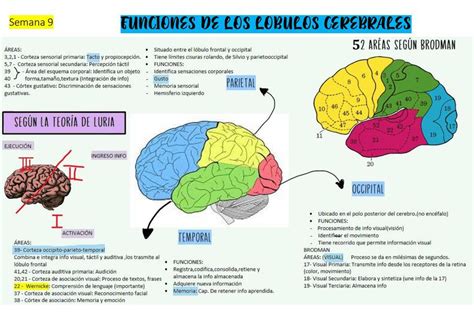 Funciones De L Bulos Cerebrales Alessandra Sotelo Udocz