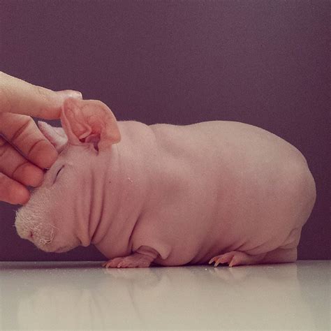 Princessvicky01 Trixalla Perenolde Boredpanda Naked Guinea Pig Poses