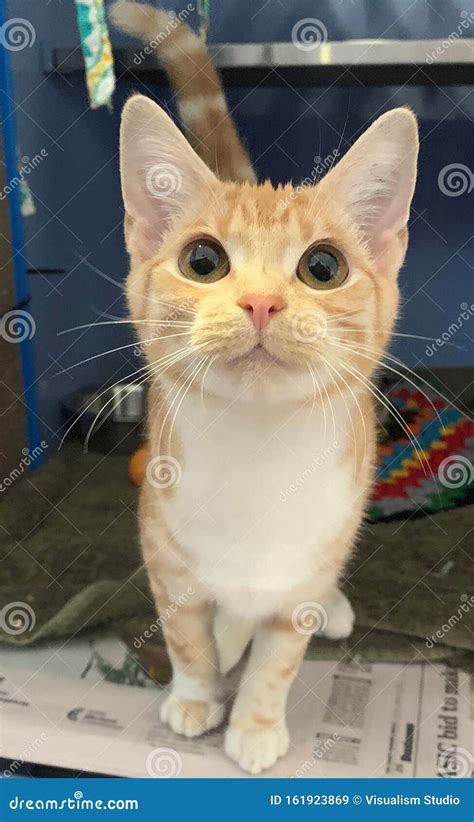 Un Gato Anaranjado Que Se Sienta Cómodamente Con El Desenfoque Del