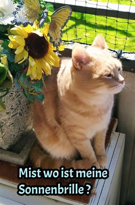 Pin von S B auf Katzensprüche Katzen lustige sprüche Lustige tiere