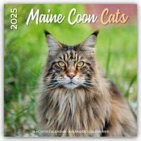 Maine Coon Cats Main Coon Katzen 2025 18 Monatskalender Original
