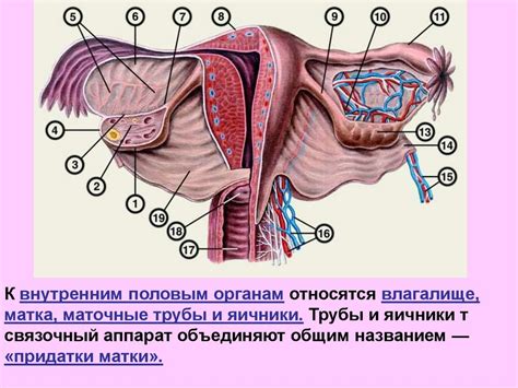 Анатомия и физиология женских половых органов Женский таз Тазовое днов презентация онлайн