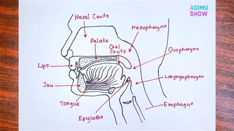How To Draw Parts Of Oral Cavity Step By Step Drawing Tutorial Oral