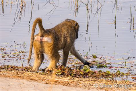 Bwabwata National Park Chris Stenger Natuurfotografie En Reisfotografie