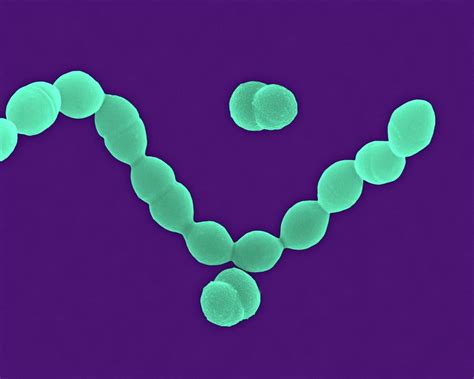 Streptococcus Pneumoniae Photograph By Dennis Kunkel Microscopy Science