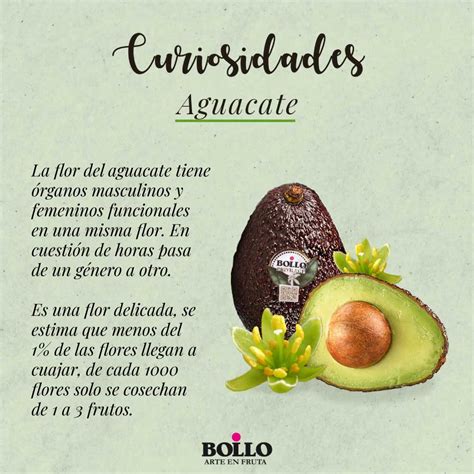 Curiosidades Aguacate Frutas Bollo